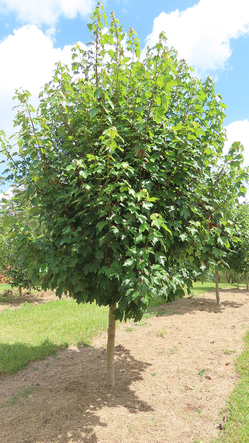 ACER rubrum Autumn Red (Canadian Maple) – Emaho Trees