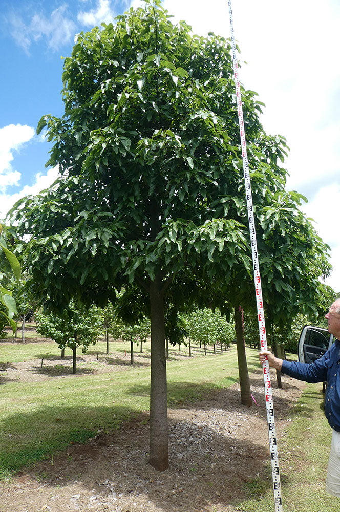 BRACHYCHITON acerifolius (Flame Tree) - Australian Native Tree – Emaho ...