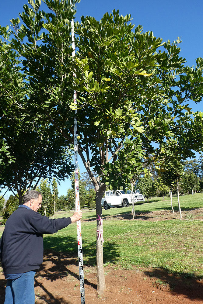CUPANIOPSIS anacardioides (Tuckeroo) - Australian Native Tree – Emaho Trees