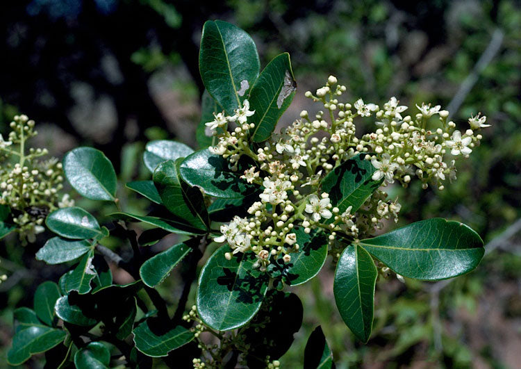FLINDERSIA collina (Leopard Ash) – Emaho Trees