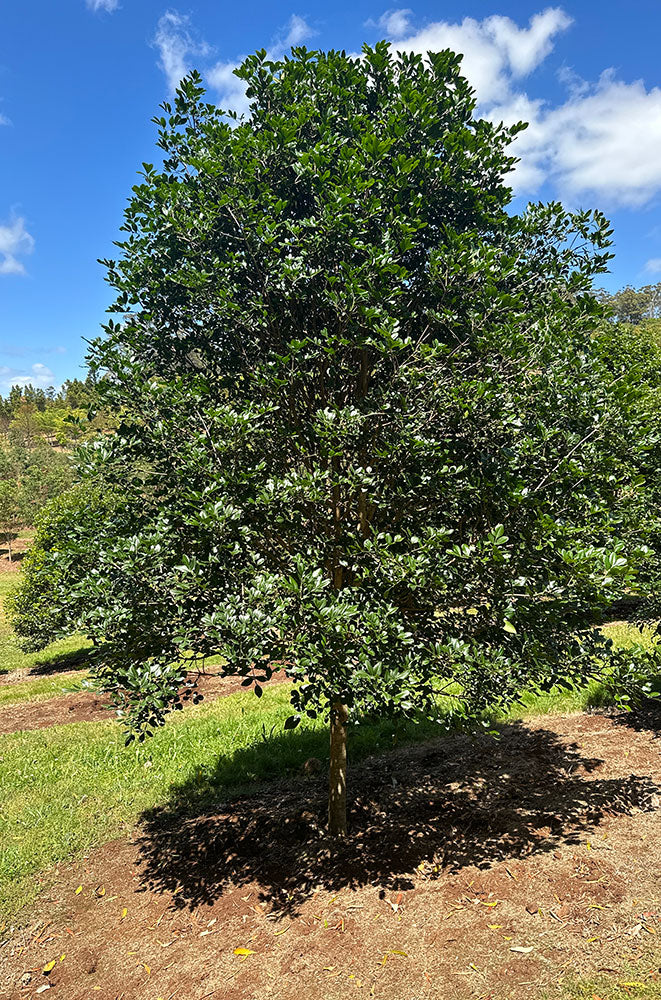 FLINDERSIA collina (Leopard Ash) – Emaho Trees