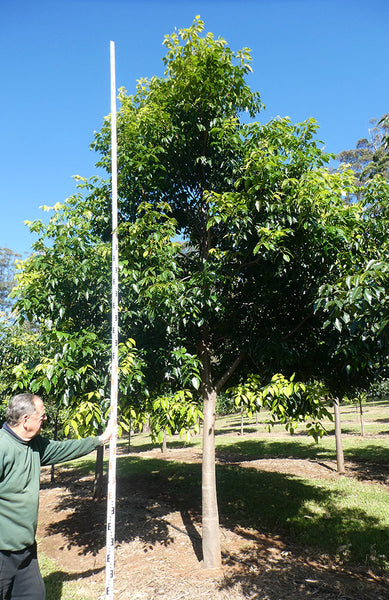 FLINDERSIA oppositifolia (Mountain Silkwood) - Australian Native Tree ...
