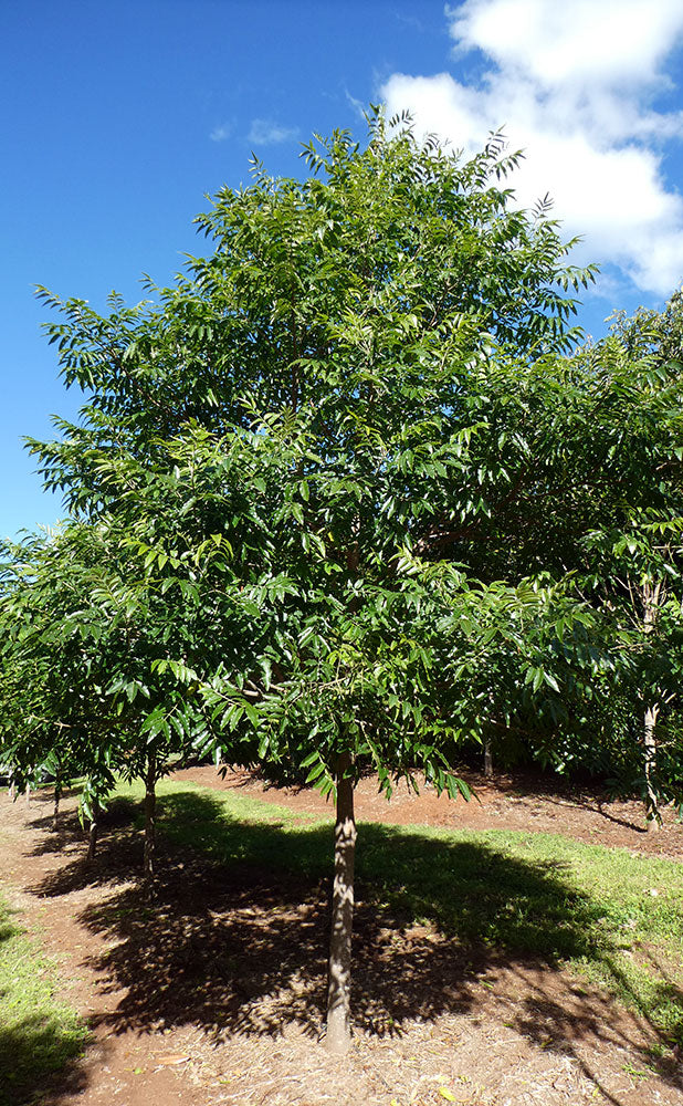 FLINDERSIA xanthoxyla (Yellow Ash) - Australian Native Tree – Emaho Trees