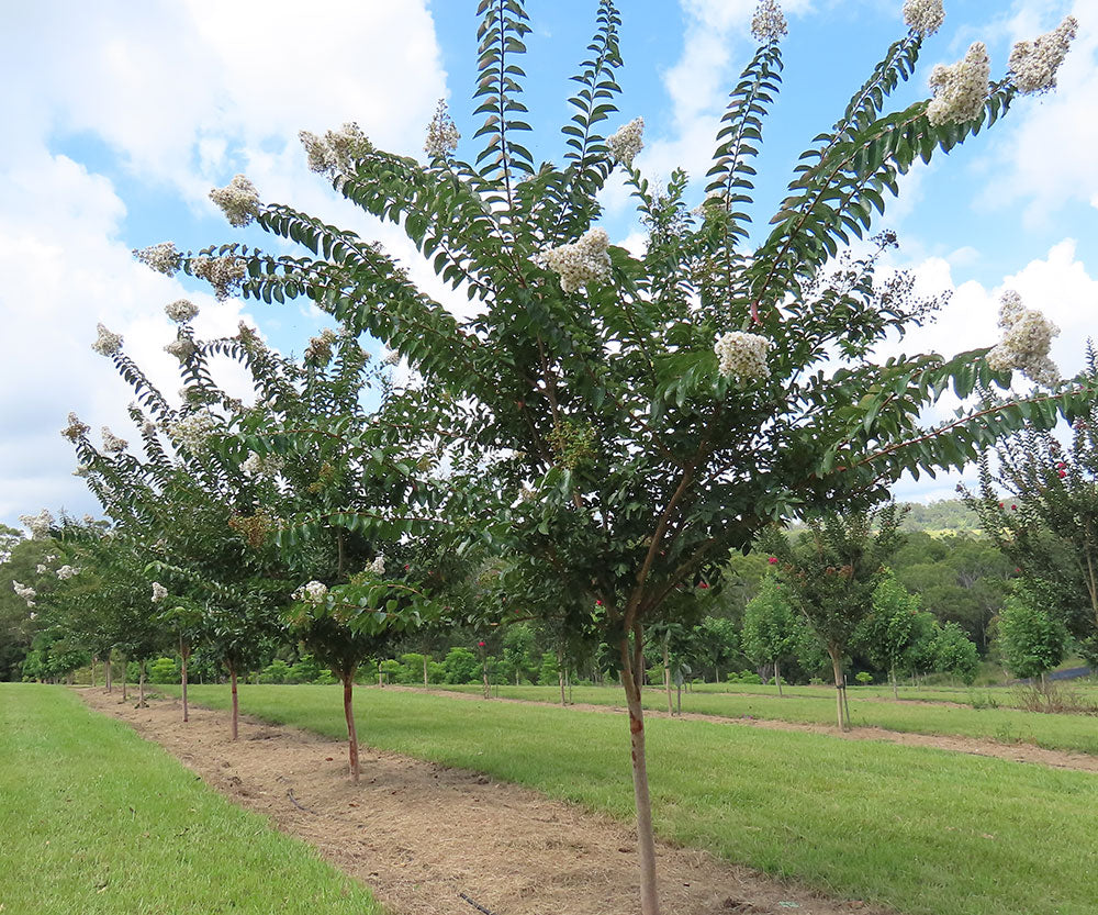 LAGERSTROEMIA indica x fauriei Natchez (Crepe Myrtle Natchez) – Emaho Trees
