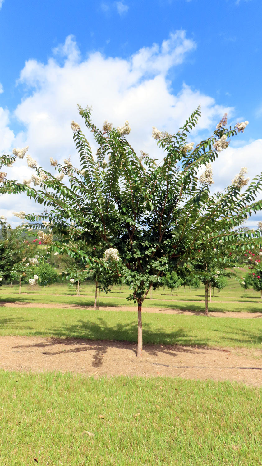 LAGERSTROEMIA indica x fauriei Natchez (Crepe Myrtle Natchez) – Emaho Trees