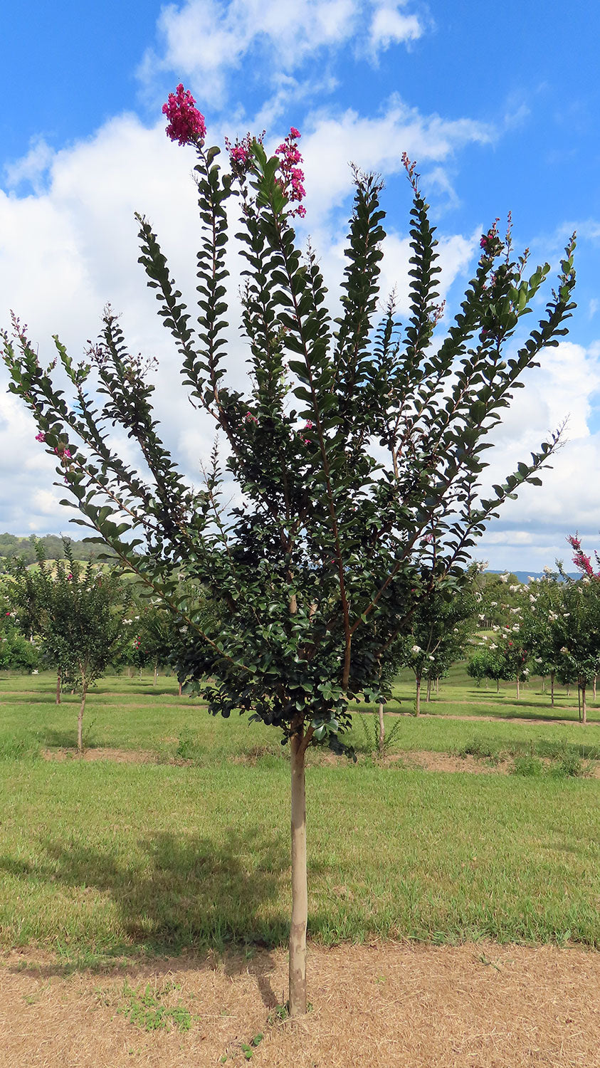 LAGERSTROEMIA indica x fauriei Zuni (Crepe Myrtle Zuni) – Emaho Trees