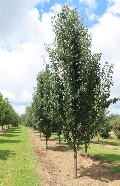 PYRUS calleryana x betulifolia Edgedell or Edgewood (Edgedell or Edgew ...