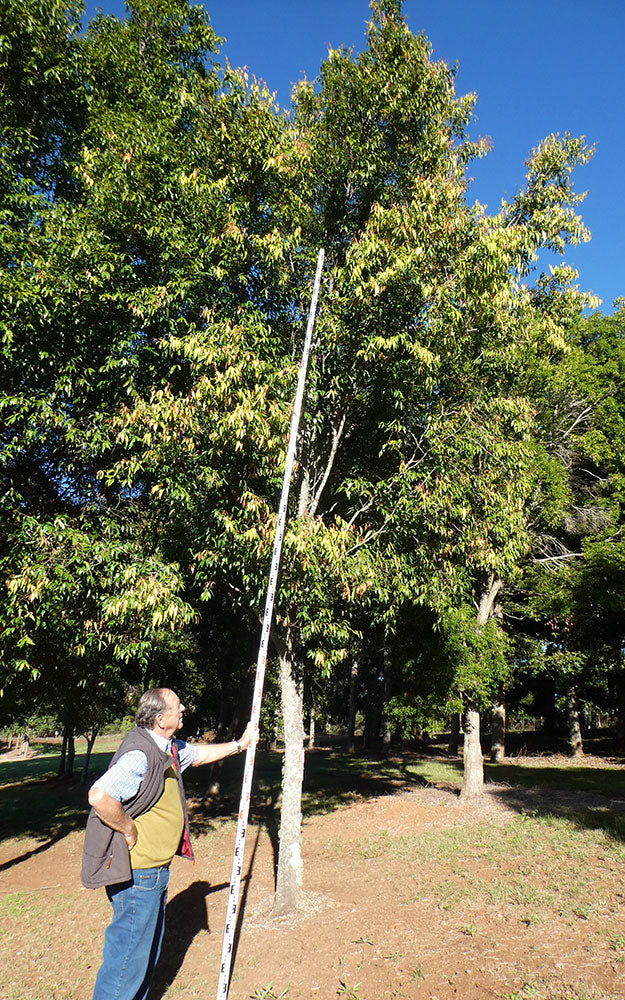 WATERHOUSIA floribunda (Weeping Lilly Pilly) - Australian Native Tree ...